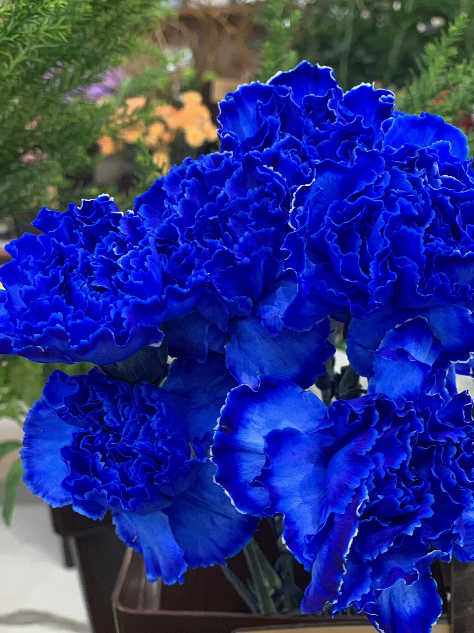 人気の青いカーネーション♪ | Flower Garden Hananohako